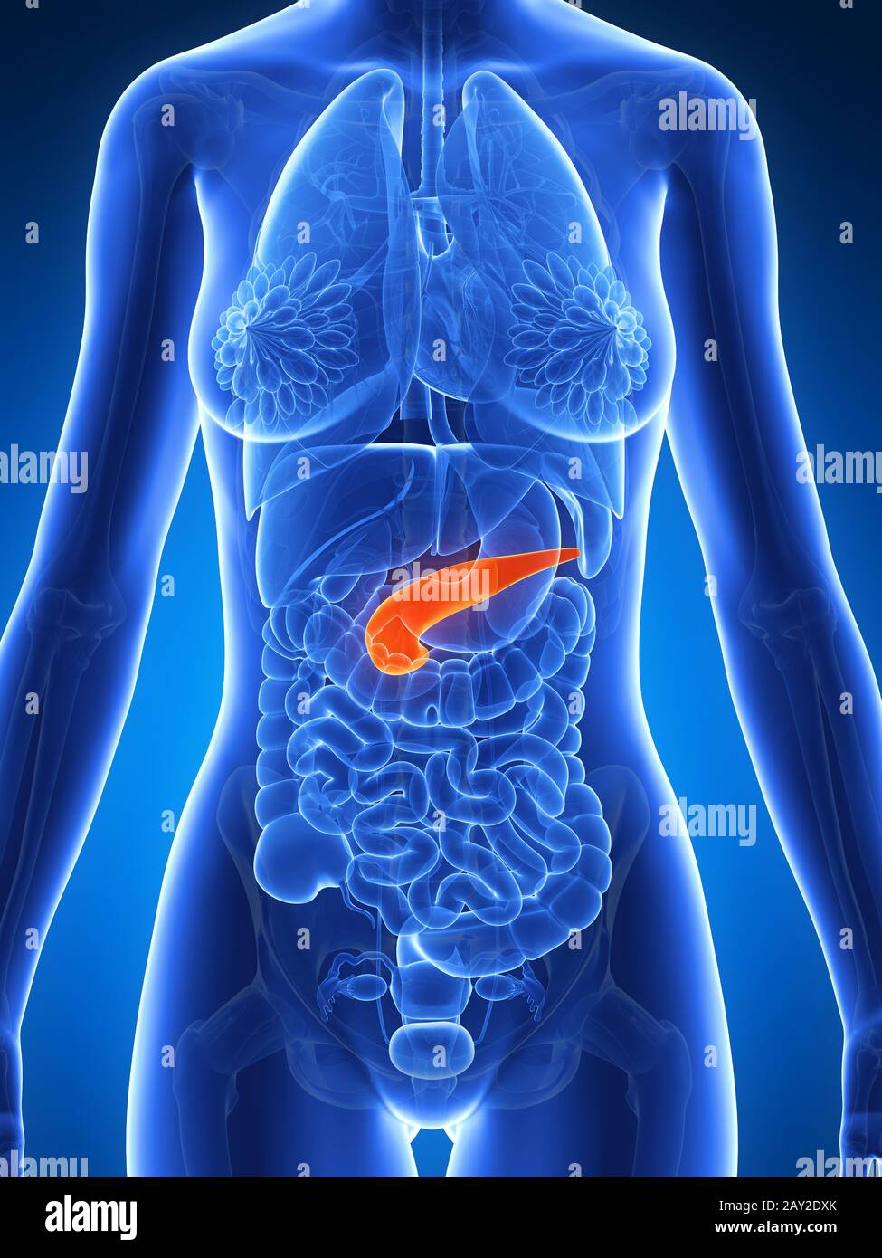 Pancreas anatomia immagini e fotografie stock ad alta risoluzione - Alamy