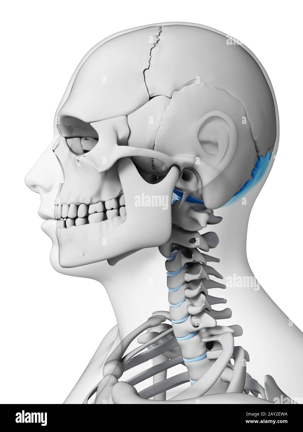 Parte occipitale del cranio immagini e fotografie stock ad alta ...
