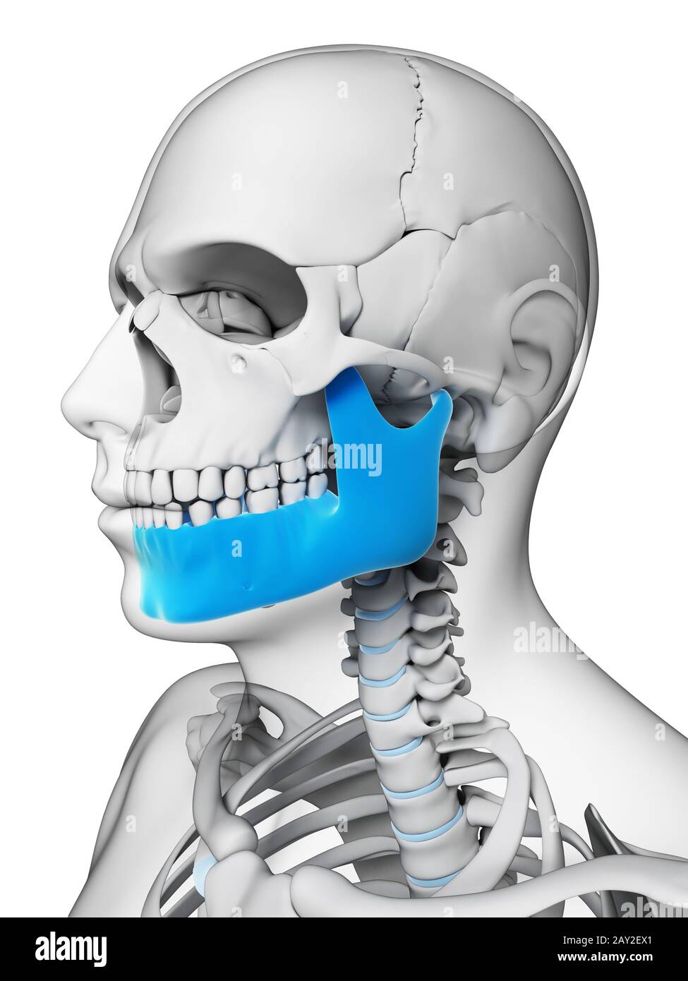 Mascella umana 3d immagini e fotografie stock ad alta risoluzione - Alamy