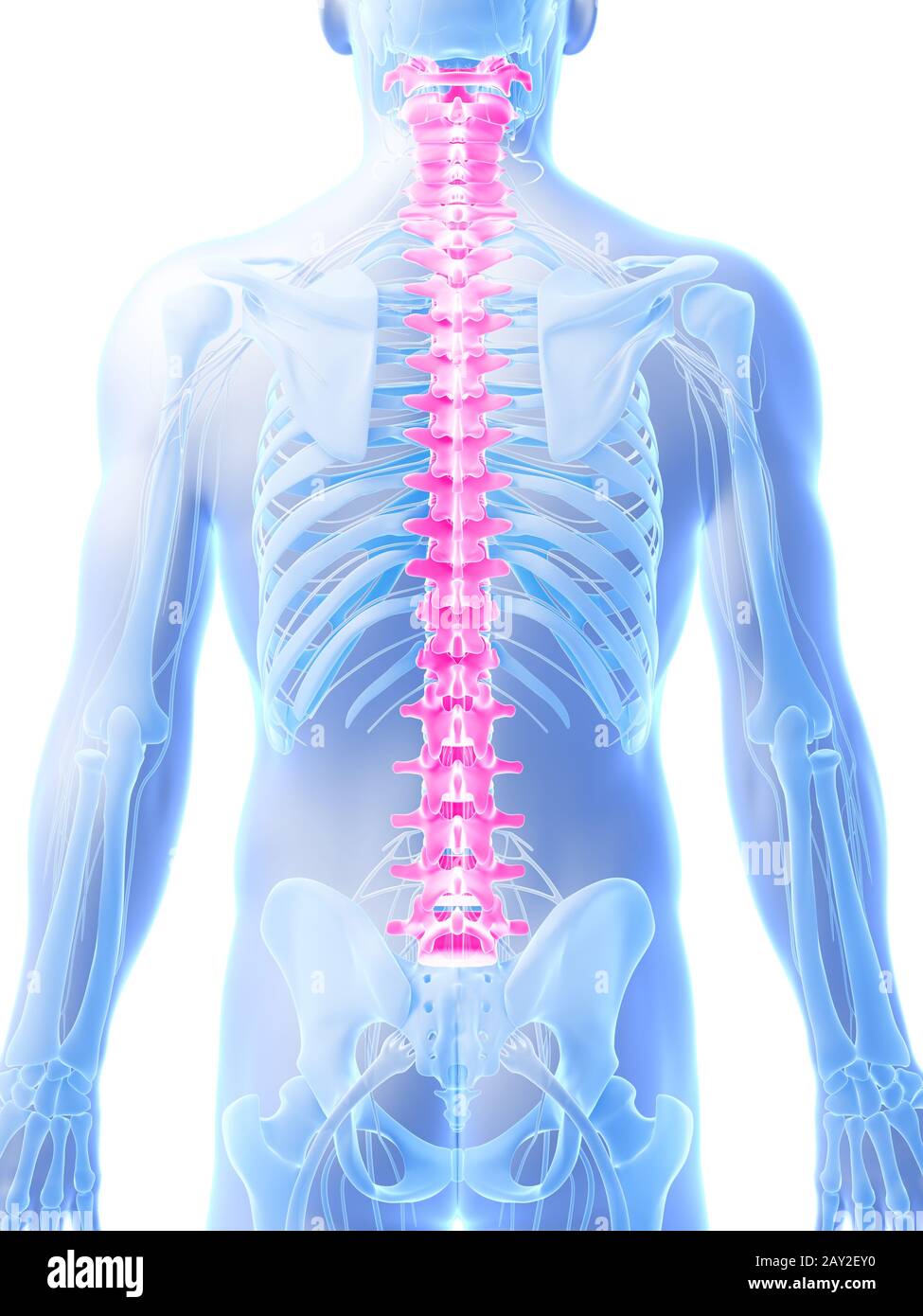Colonna vertebrale lombare 3d immagini e fotografie stock ad alta ...
