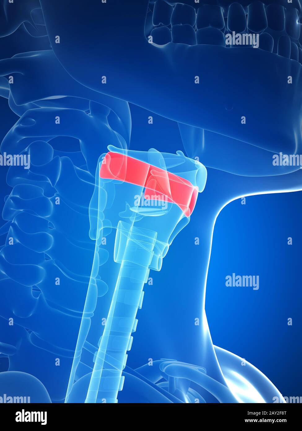 Anatomia della laringe immagini e fotografie stock ad alta risoluzione ...