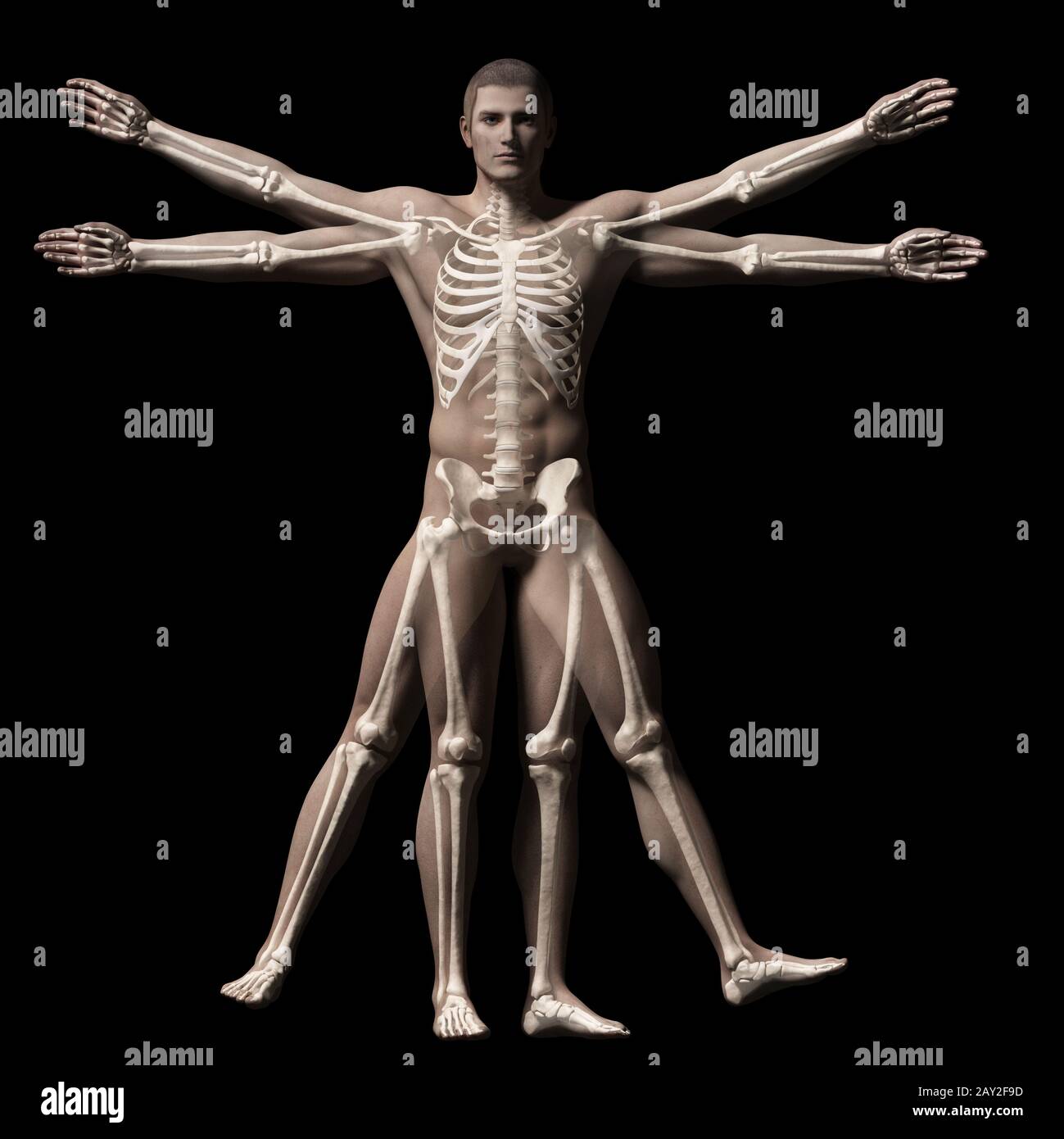 Vitruvian man skeleton immagini e fotografie stock ad alta risoluzione - Alamy
