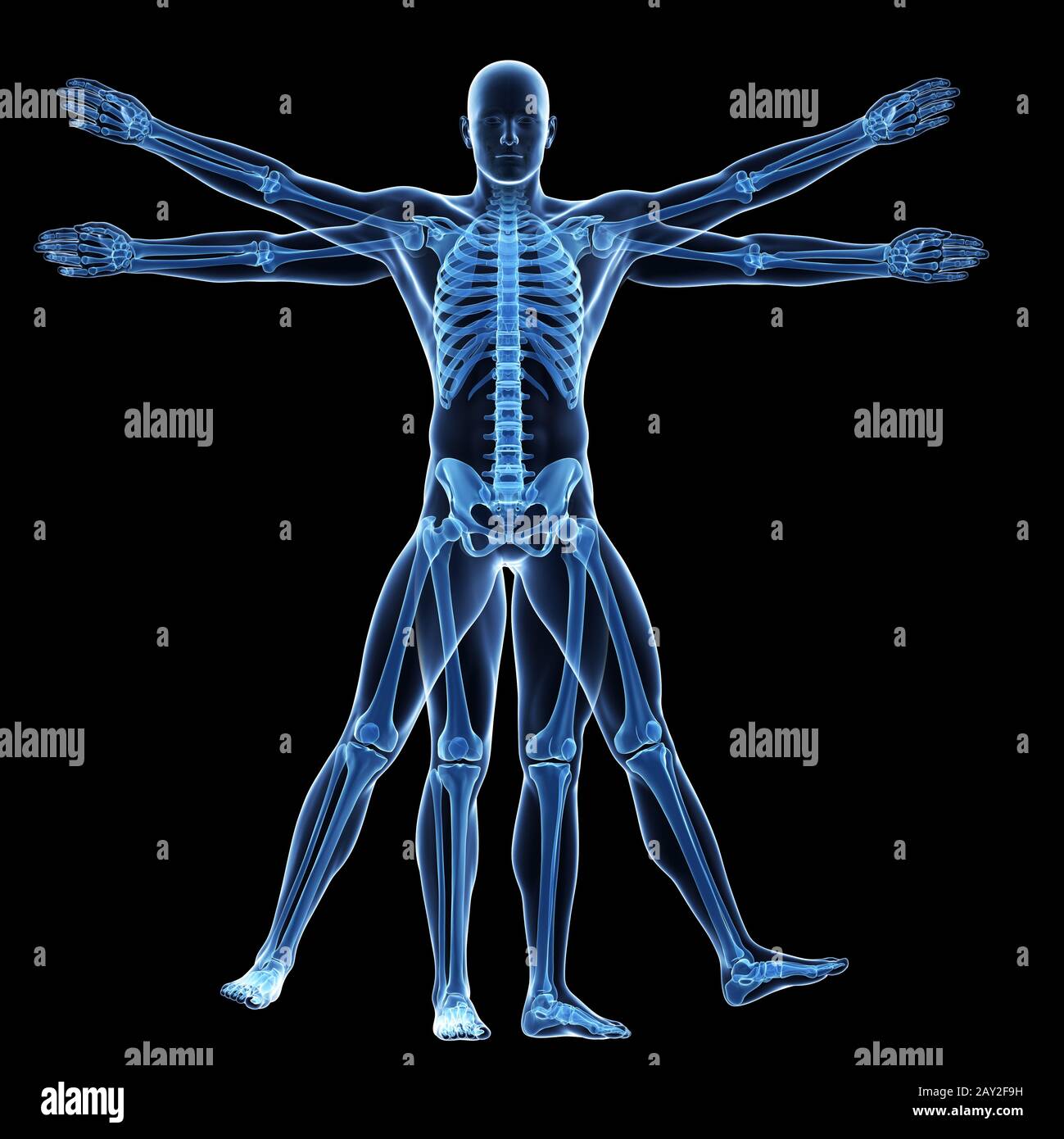 Vitruvian man skeleton immagini e fotografie stock ad alta risoluzione - Alamy