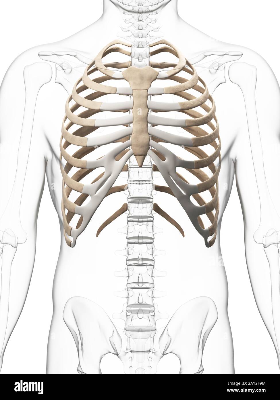 Anatomia del torace maschile immagini e fotografie stock ad alta ...