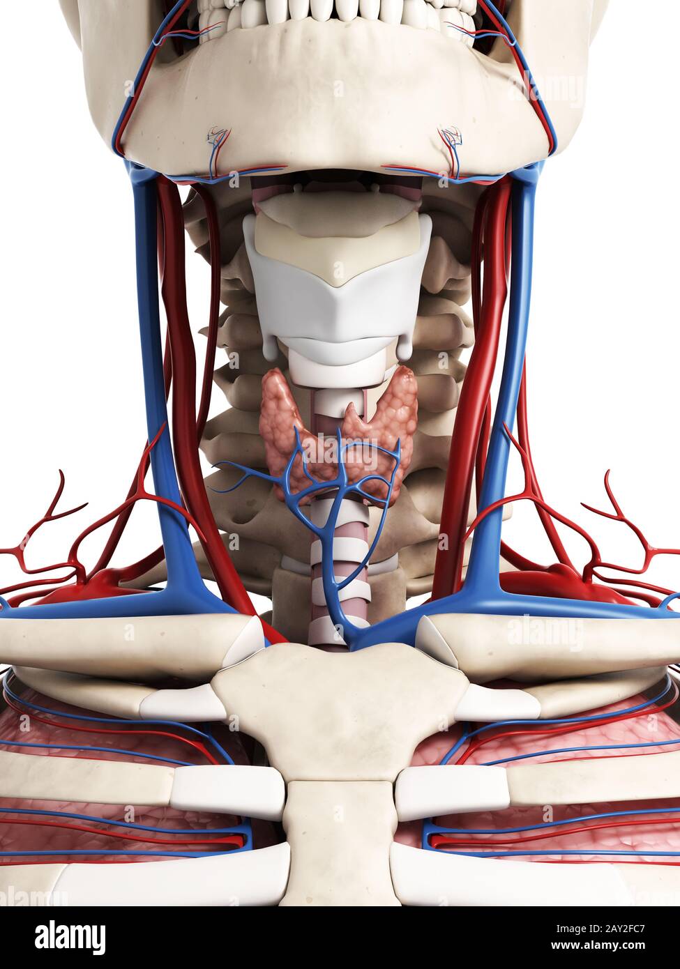 Anatomia del collo immagini e fotografie stock ad alta risoluzione - Alamy