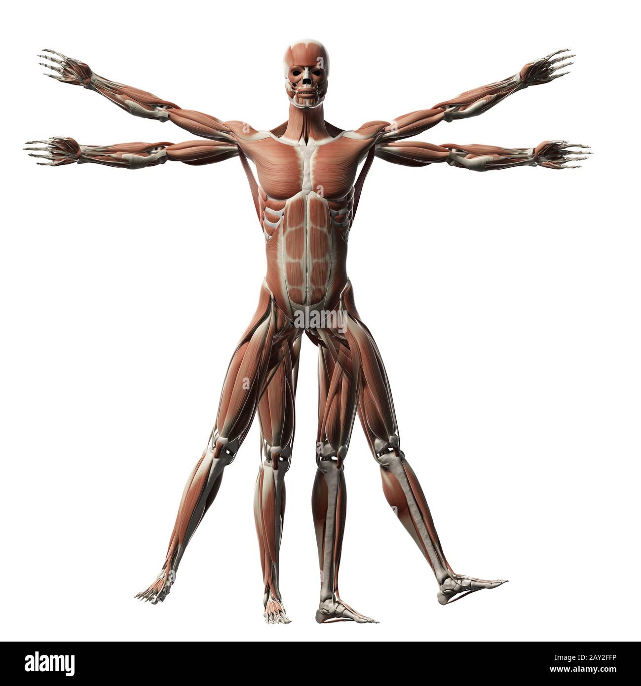 Vitruvian man by leonardo da vinci Immagini senza sfondo e Foto Stock ritagliate - Alamy