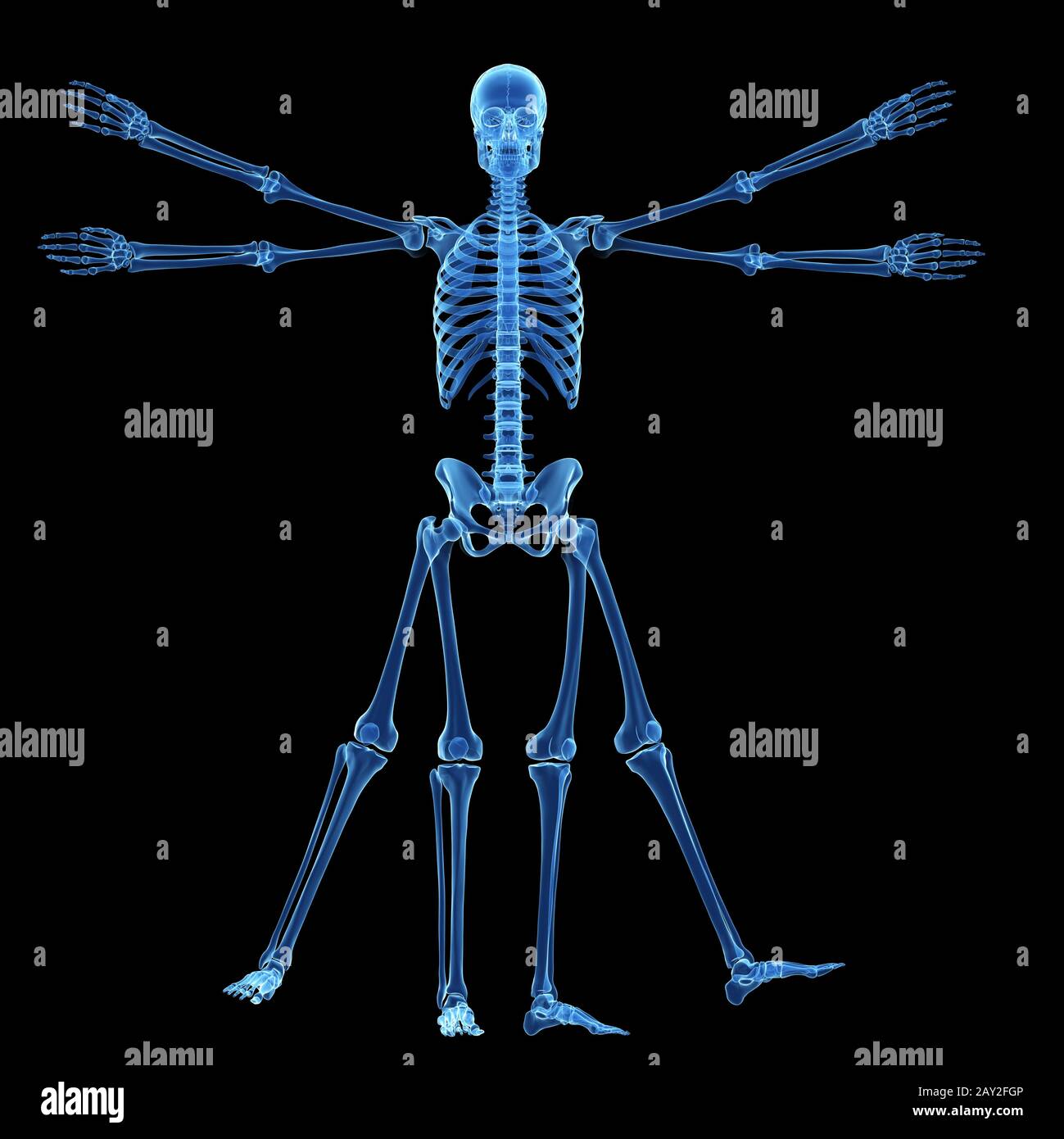 Vitruvian man skeleton immagini e fotografie stock ad alta risoluzione - Alamy
