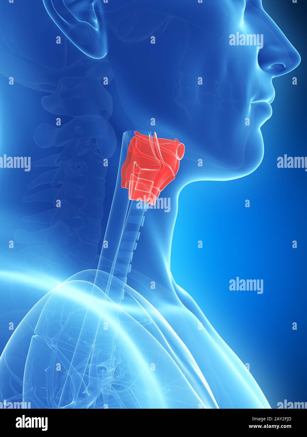 Anatomia della laringe immagini e fotografie stock ad alta risoluzione ...
