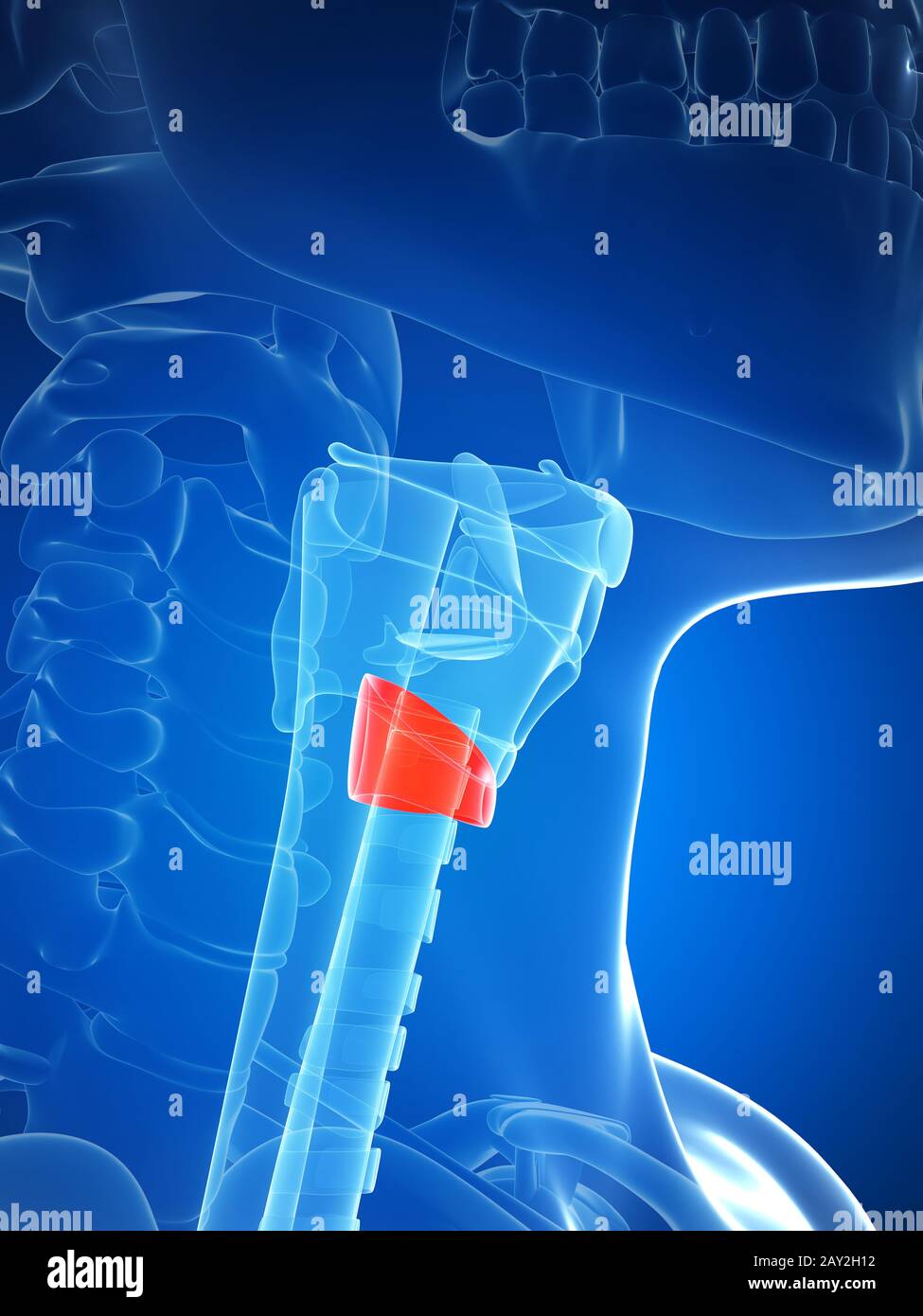 Anatomia della tiroide immagini e fotografie stock ad alta risoluzione ...