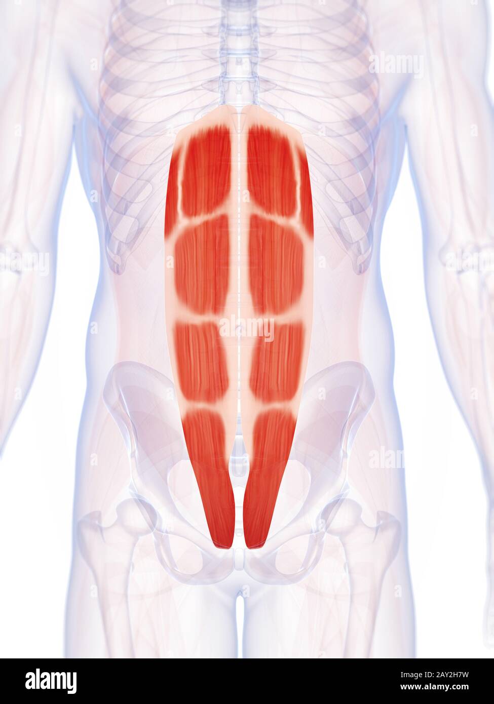 Corpo umano muscoli 3d immagini e fotografie stock ad alta risoluzione ...
