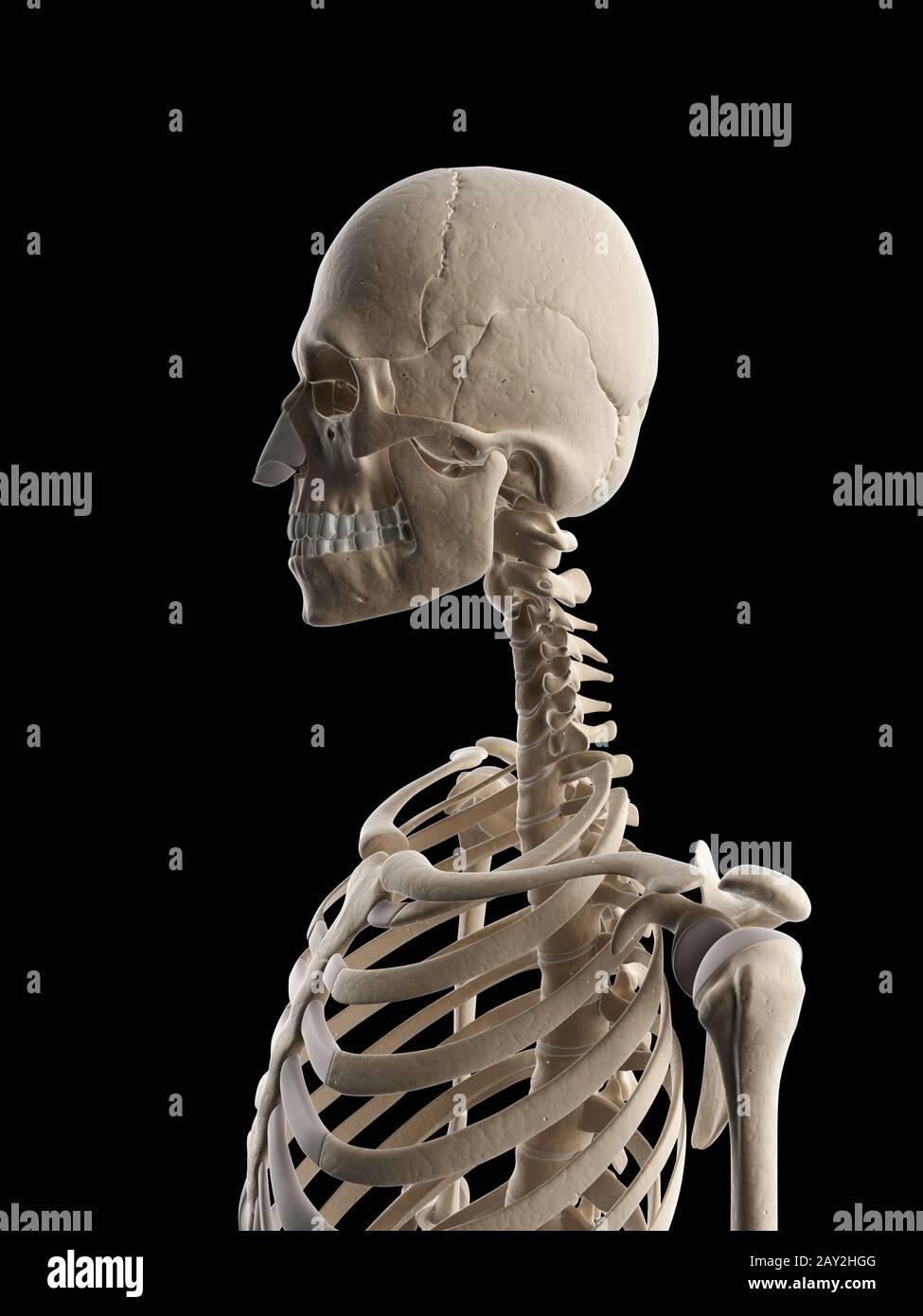 Ossa umane del cranio e del collo immagini e fotografie stock ad alta ...