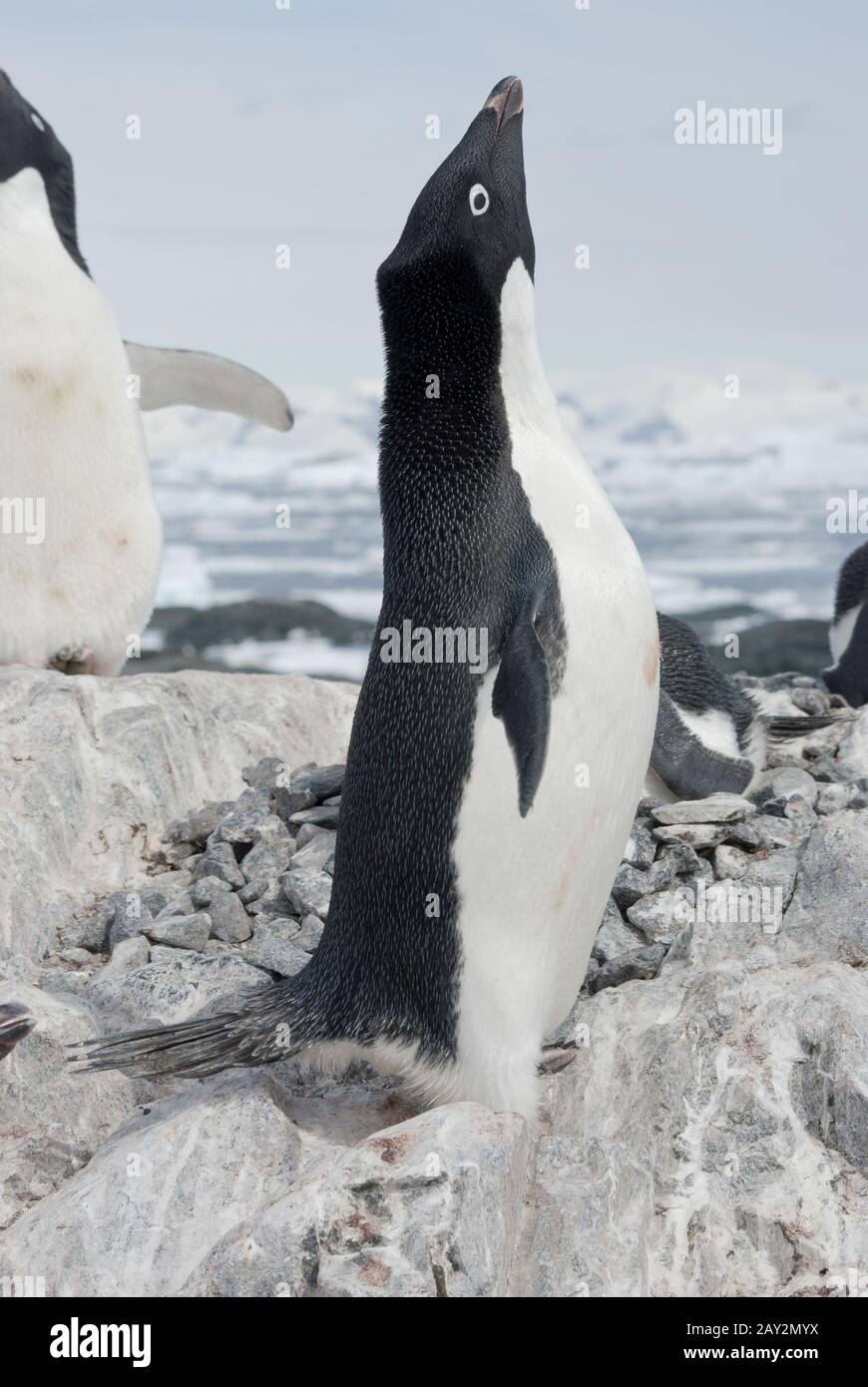 Pinguino sul nido immagini e fotografie stock ad alta risoluzione - Alamy