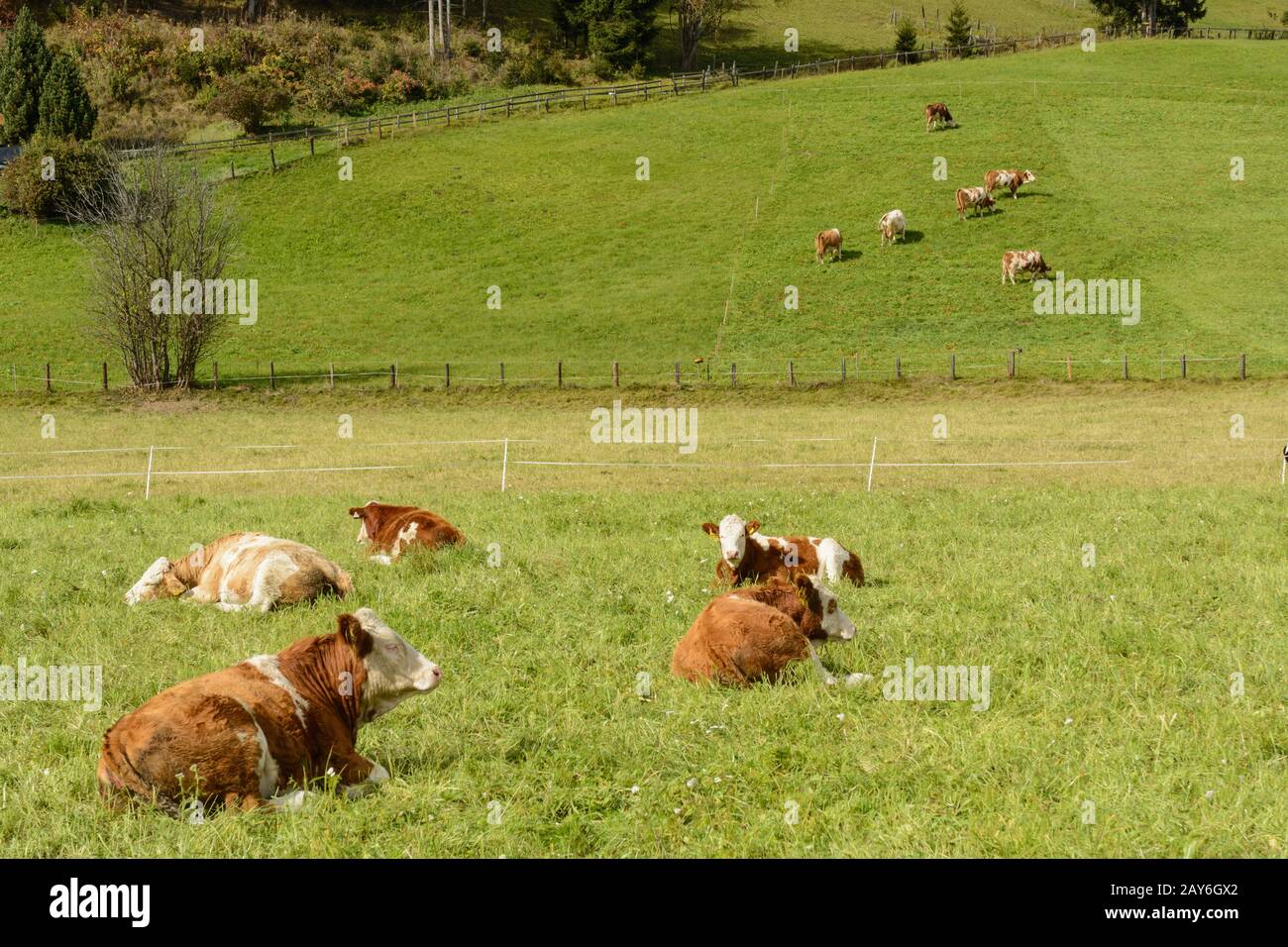 Mucche al pascolo sui pascoli immagini e fotografie stock ad alta ...