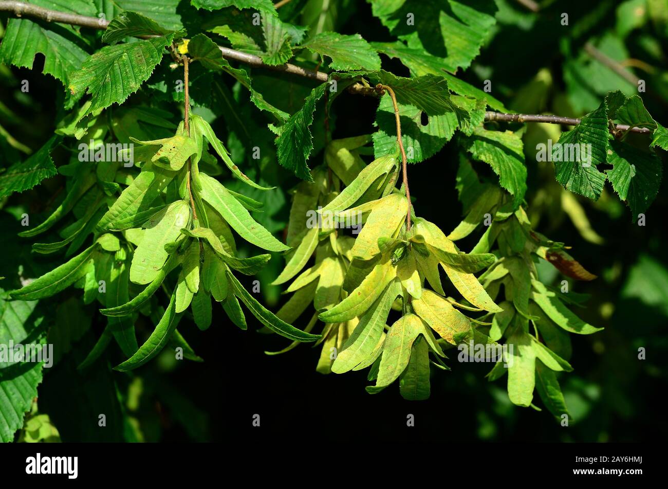 Carpino europeo o comune immagini e fotografie stock ad alta ...