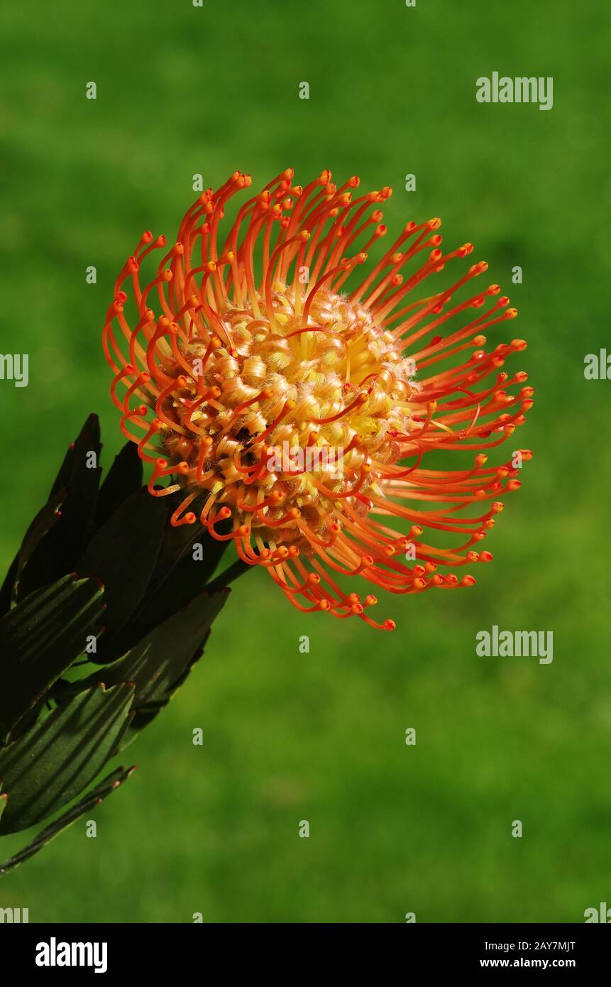 Fiore di crisantemo fuji immagini e fotografie stock ad alta ...
