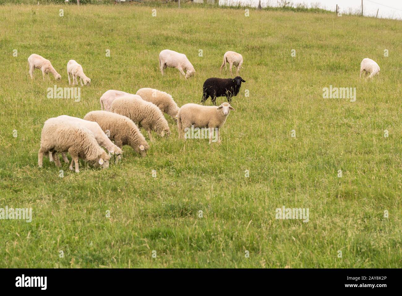 Pascolo con un gregge di pecore immagini e fotografie stock ad alta ...
