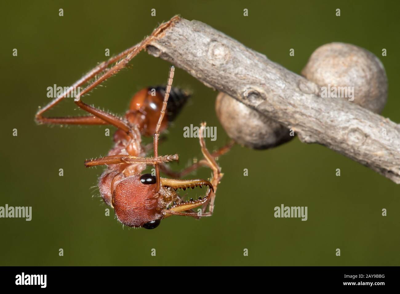 Formica di toro australiano immagini e fotografie stock ad alta ...