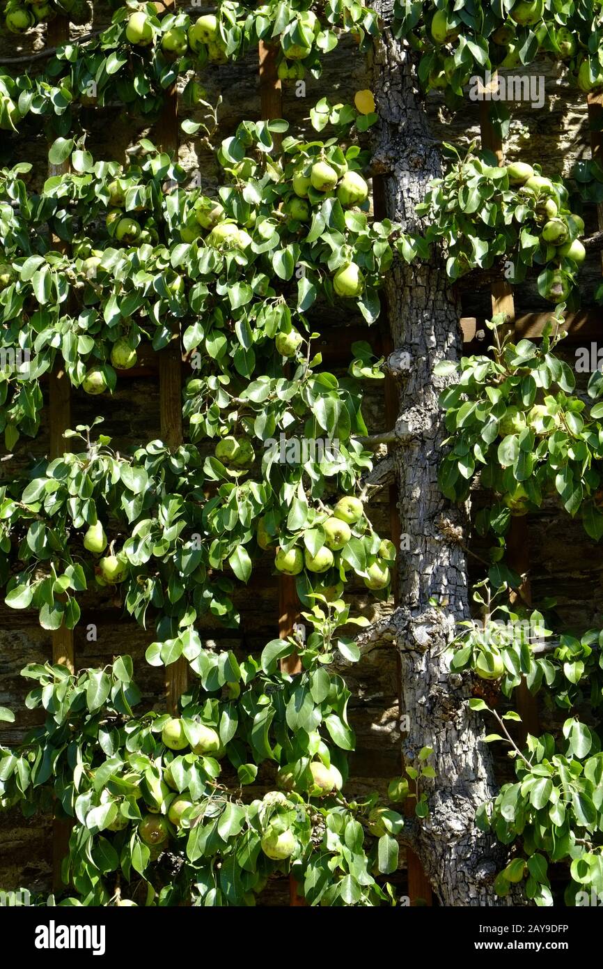 Albero a pera a spalliera immagini e fotografie stock ad alta ...