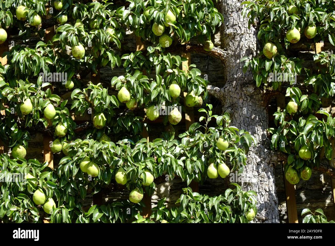 Albero a pera a spalliera immagini e fotografie stock ad alta ...