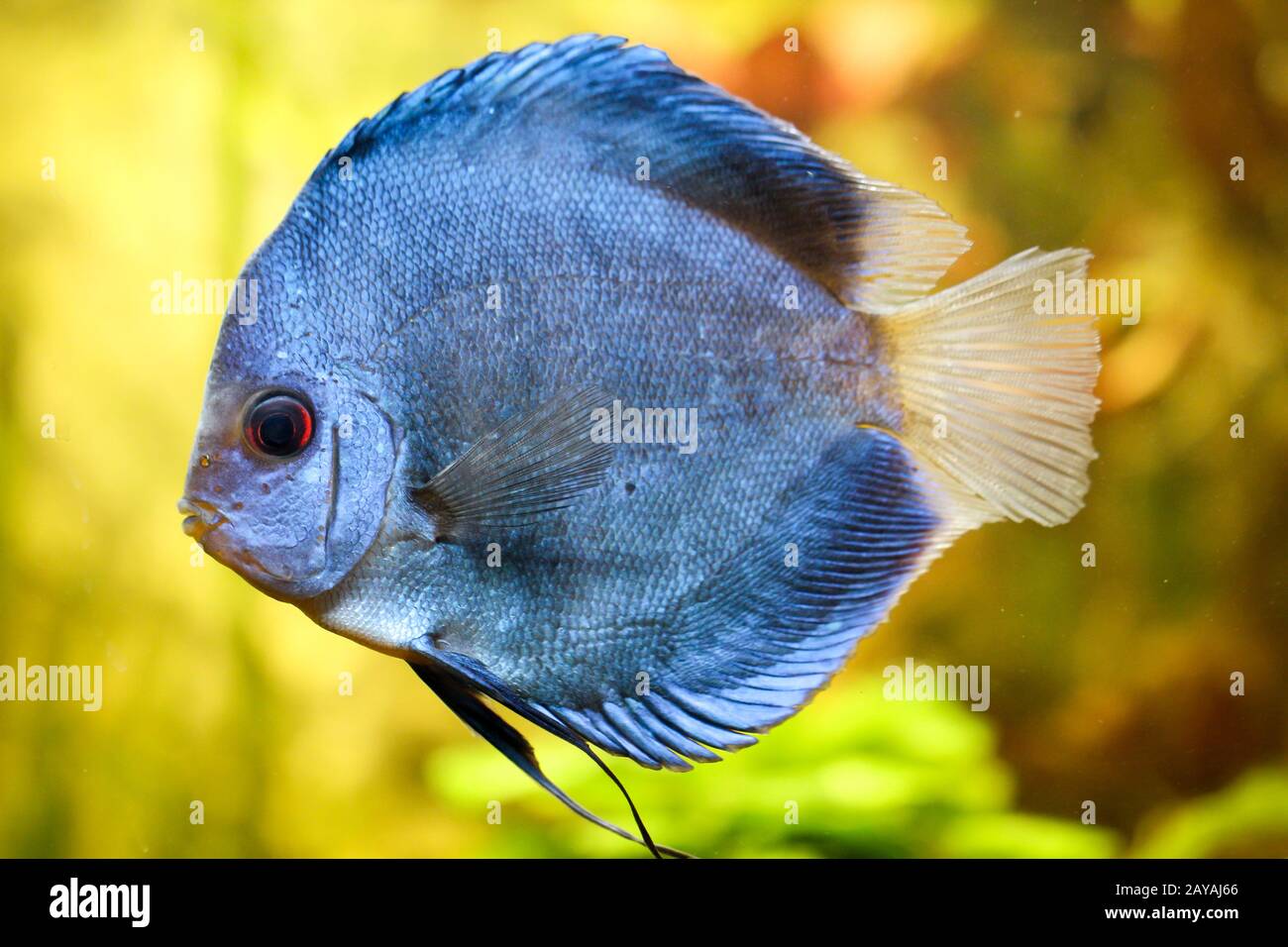 Acquario di pesci discus immagini e fotografie stock ad alta ...