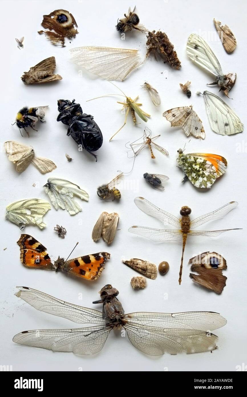 La morte degli insetti immagini e fotografie stock ad alta risoluzione ...