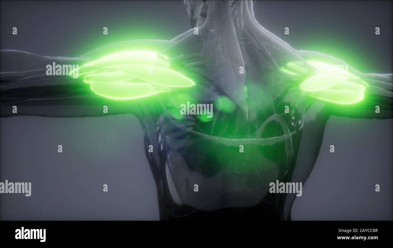 Muscolo deltoide - Visibile anatomia muscolare mappa Foto stock - Alamy