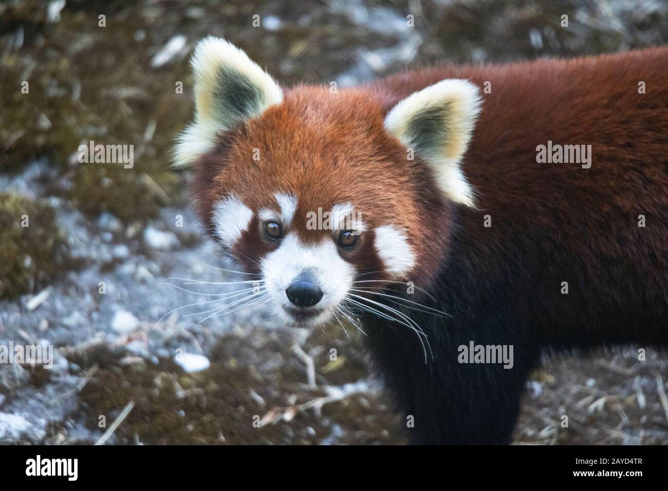 Bhutan adorabile immagini e fotografie stock ad alta risoluzione - Alamy