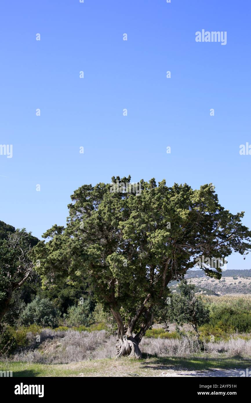 Cedrus brevifolia cyprus cedar tree immagini e fotografie stock ad alta ...