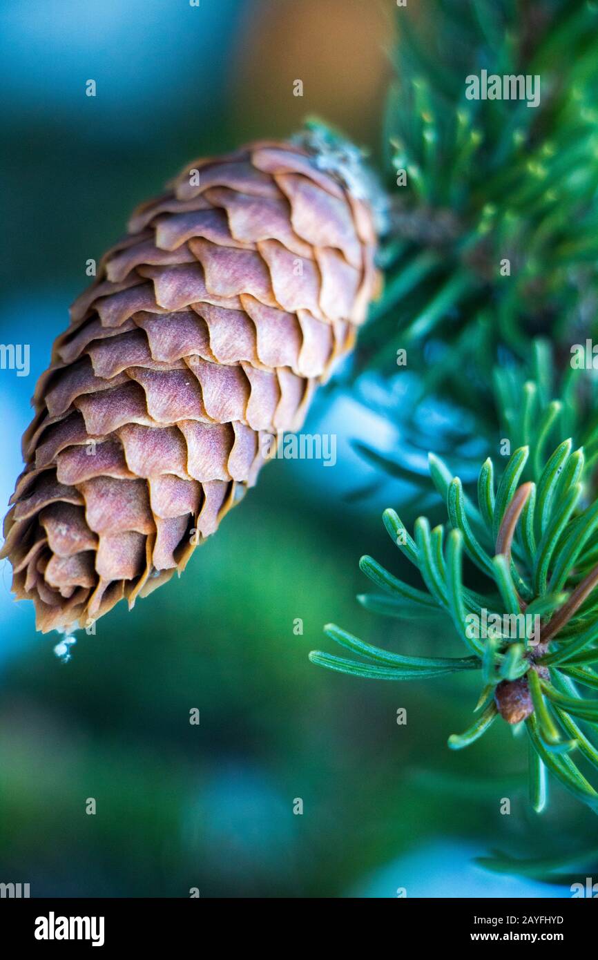 Happyforest immagini e fotografie stock ad alta risoluzione - Alamy