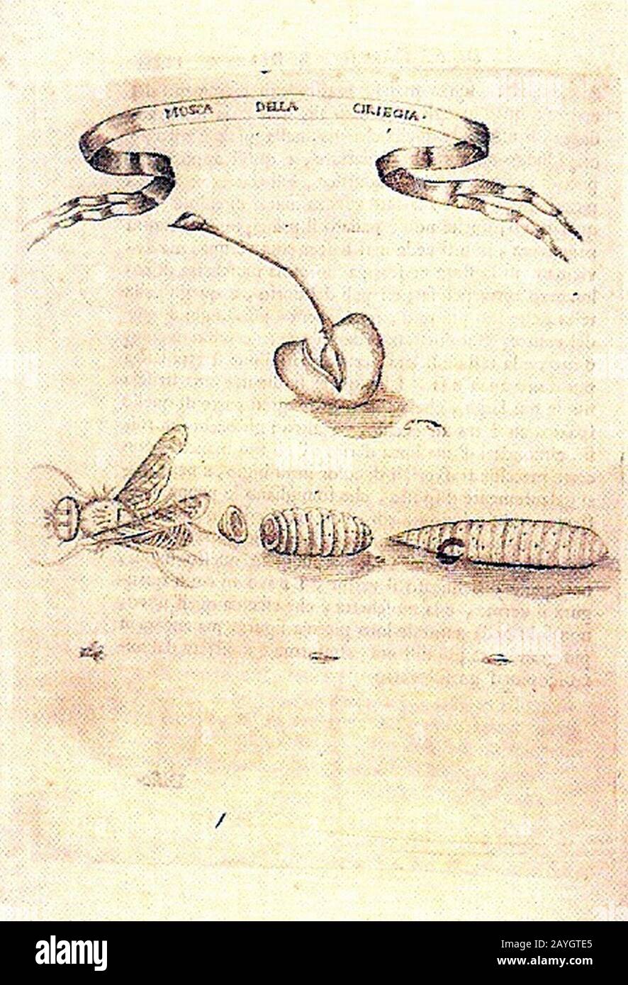 Francesco redi immagini e fotografie stock ad alta risoluzione - Alamy