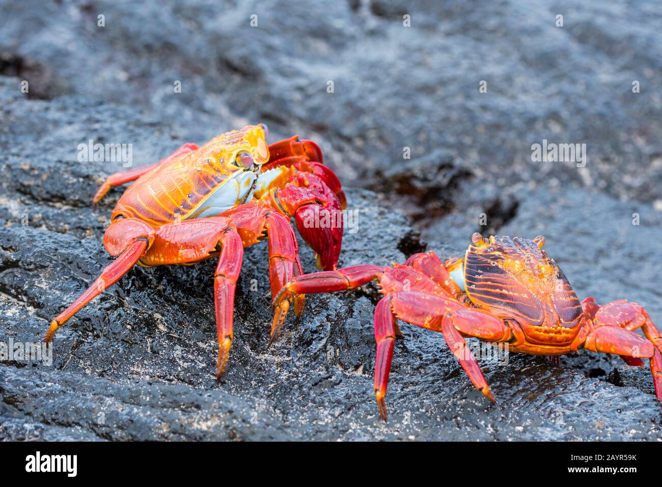 Granchi di Sally lightfoot (Grapsus grapisus) sulle rocce laviche dell ...