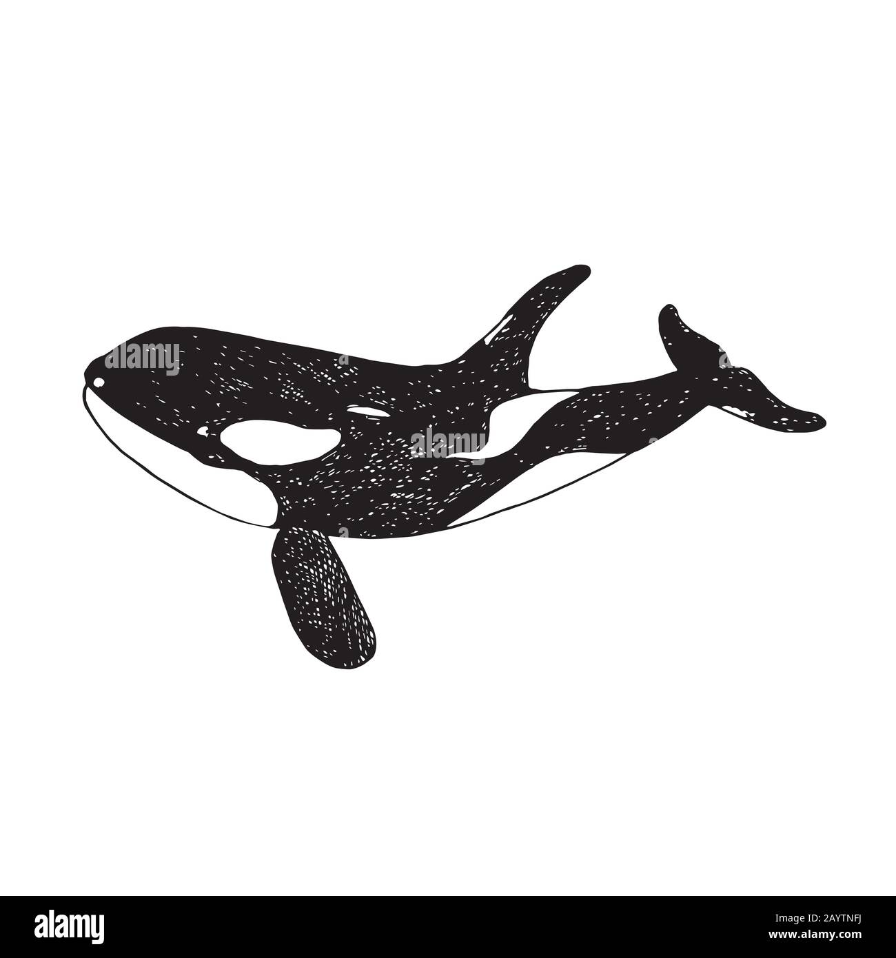 Disegno di orca Immagini senza sfondo e Foto Stock ritagliate - Alamy