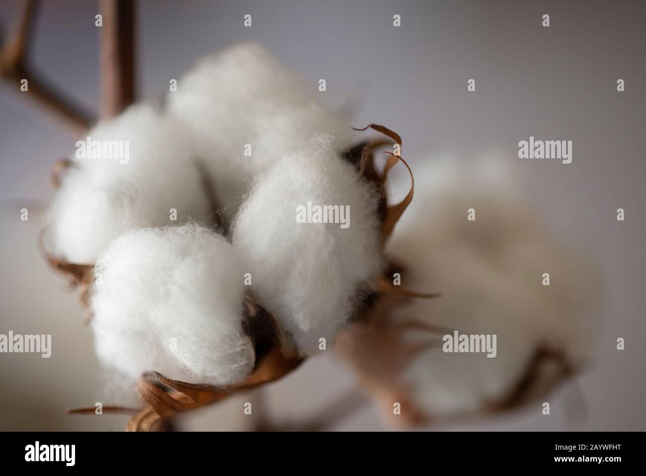 Pianta di cotone immagini e fotografie stock ad alta risoluzione - Alamy