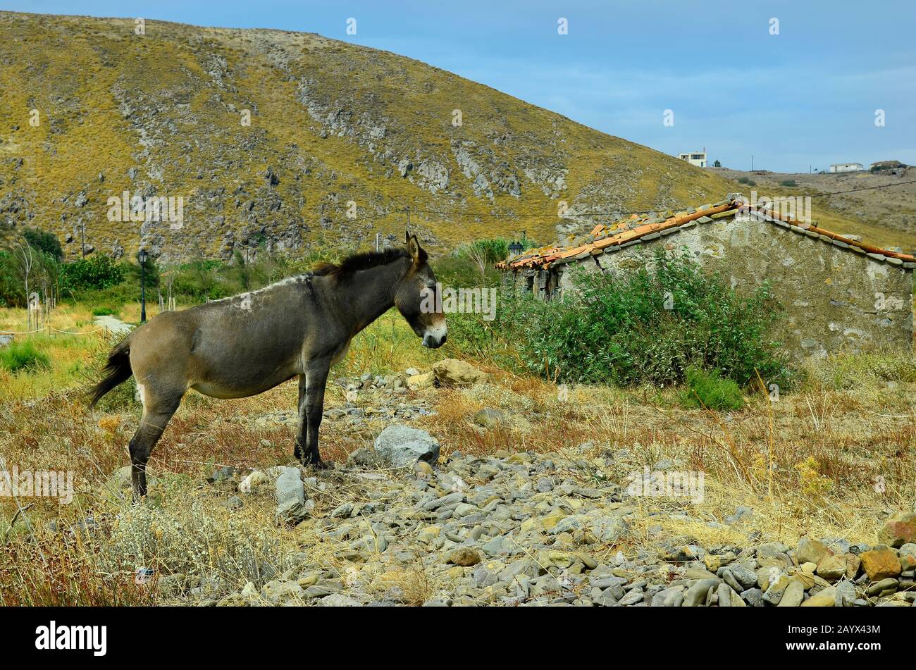 Asino animale grecia immagini e fotografie stock ad alta risoluzione ...