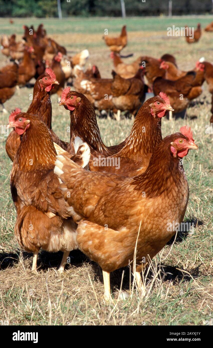 Galline ibride immagini e fotografie stock ad alta risoluzione - Alamy
