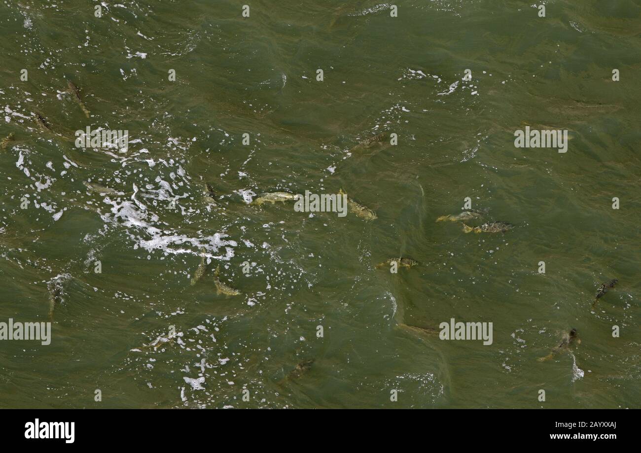 Labeobarbus aeneus immagini e fotografie stock ad alta risoluzione - Alamy