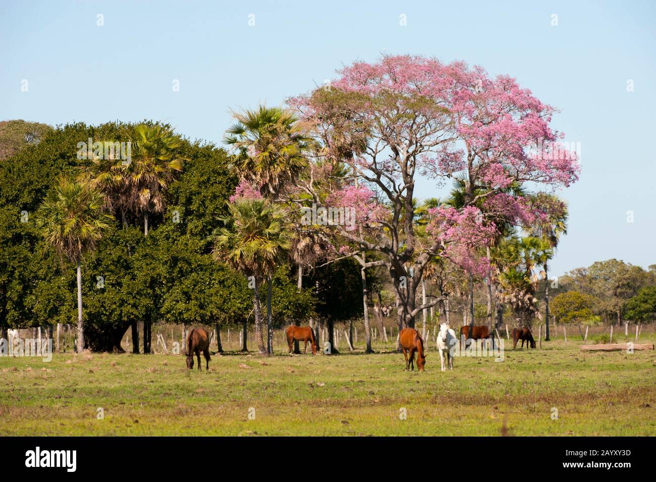 Una tromba rosa fiorita (Tabebuia eterofilla) e cavalli al Caiman Ranch ...
