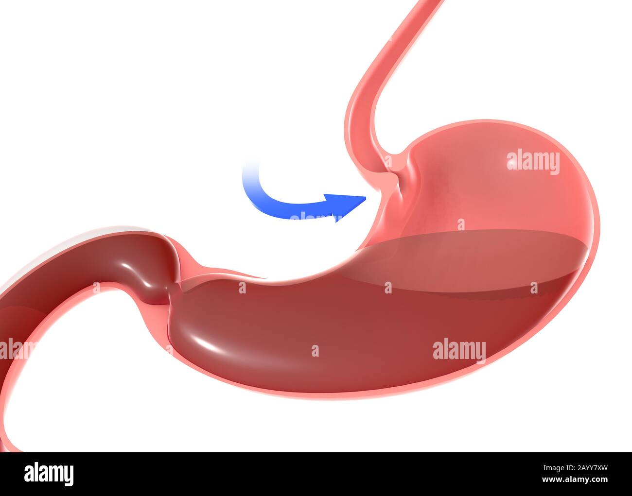 Trachea and esophagus immagini e fotografie stock ad alta risoluzione ...