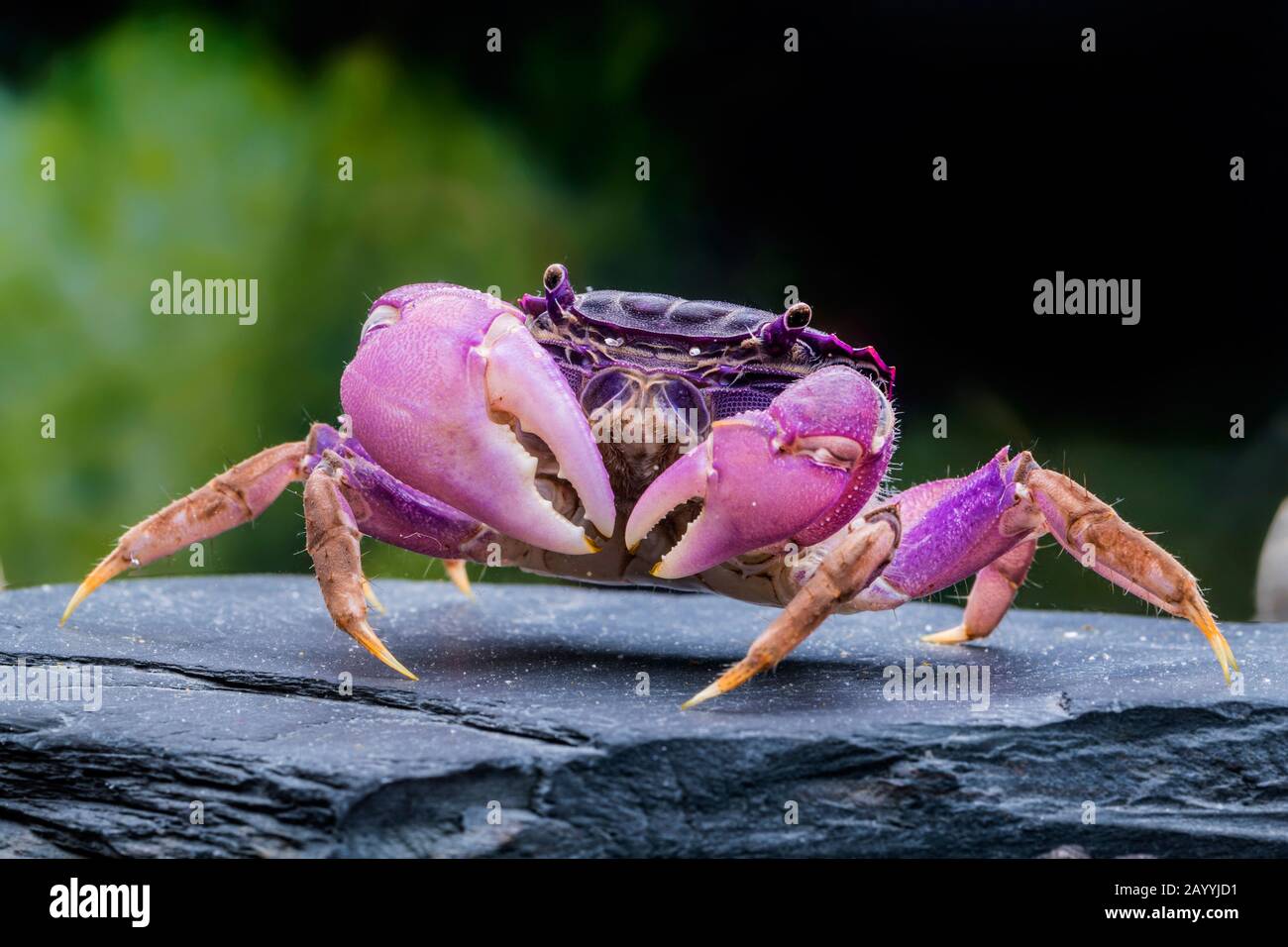 Animale viola immagini e fotografie stock ad alta risoluzione - Alamy