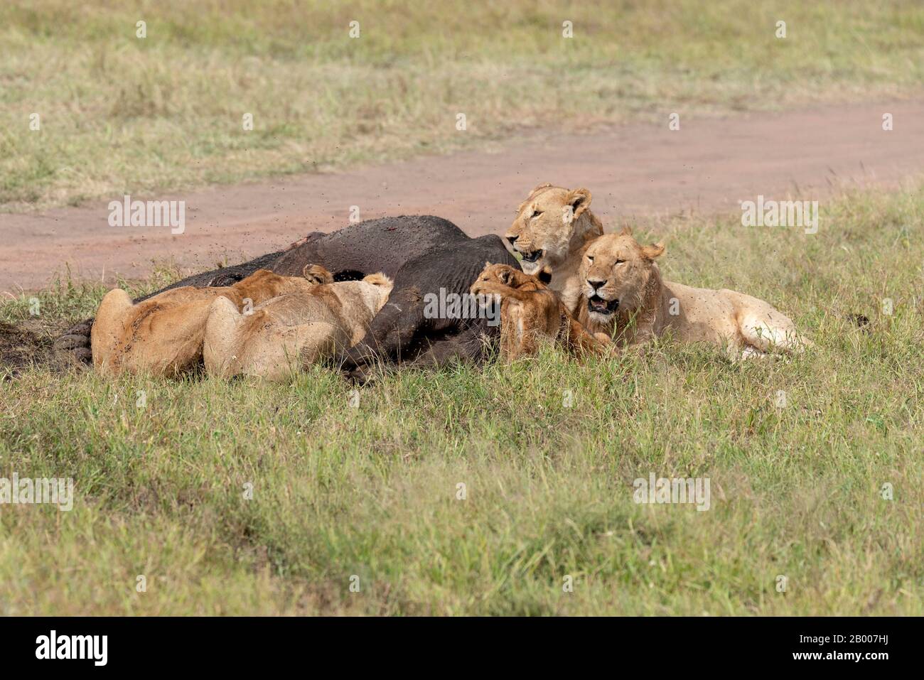 Caccia al leone preda immagini e fotografie stock ad alta risoluzione ...