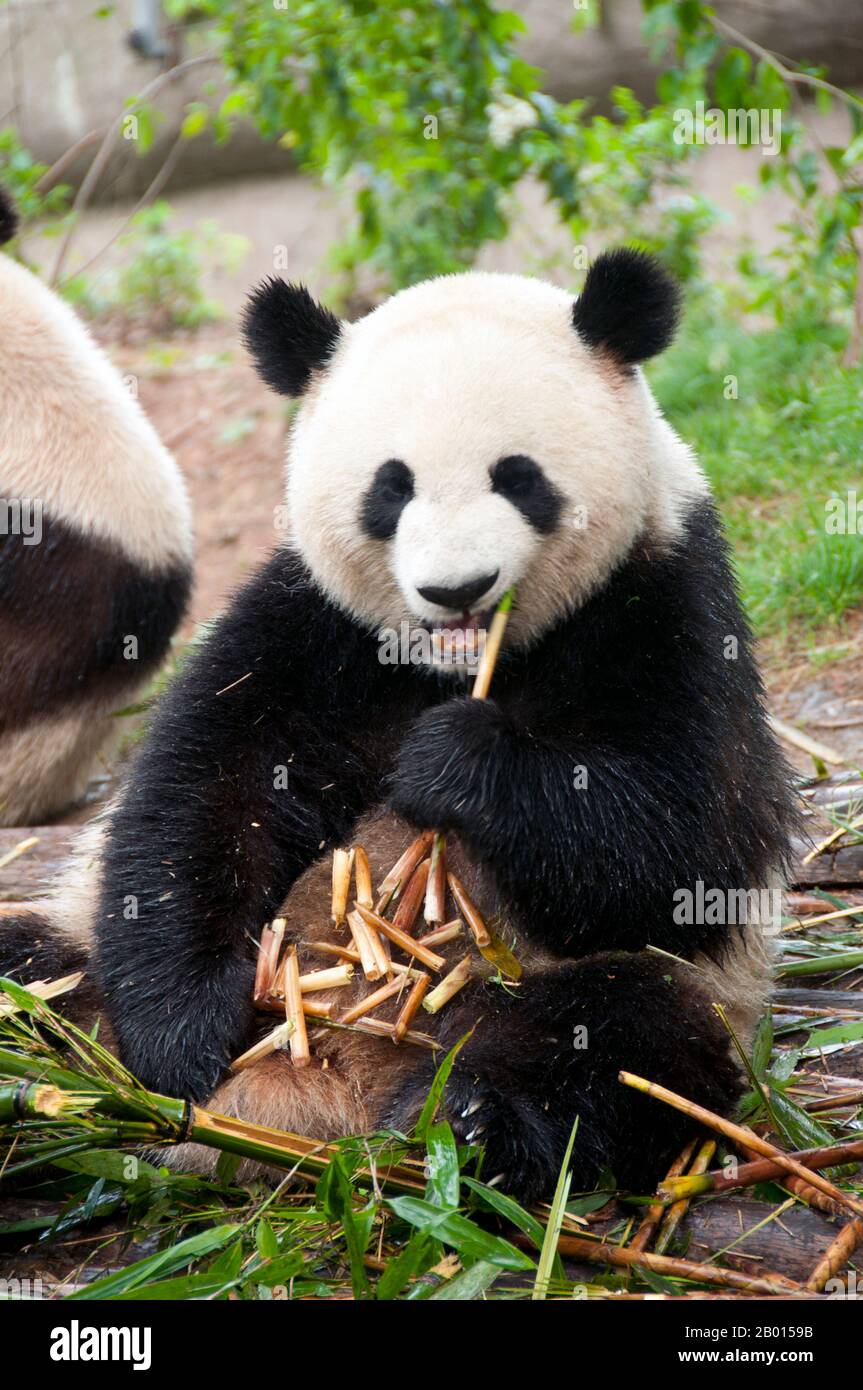 Gatto panda immagini e fotografie stock ad alta risoluzione - Alamy