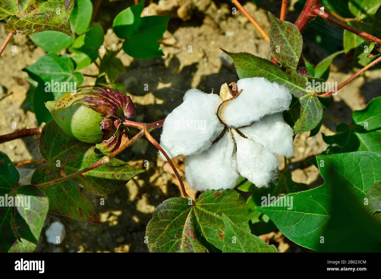 Pianta di cotone immagini e fotografie stock ad alta risoluzione - Alamy