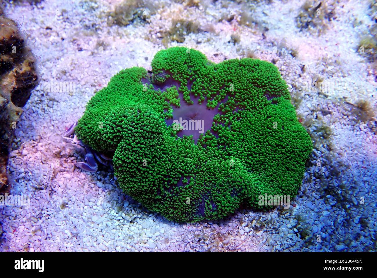 Stichodactyla haddoni immagini e fotografie stock ad alta risoluzione ...