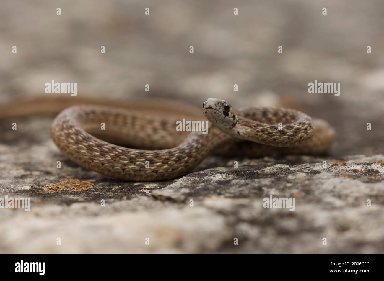 Texas hill country snake immagini e fotografie stock ad alta ...