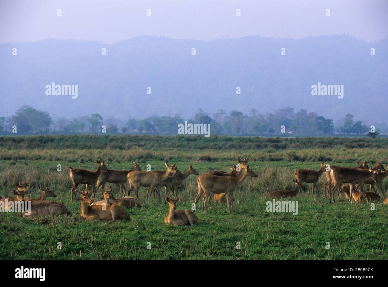 Fauna selvatica di assam india immagini e fotografie stock ad alta ...