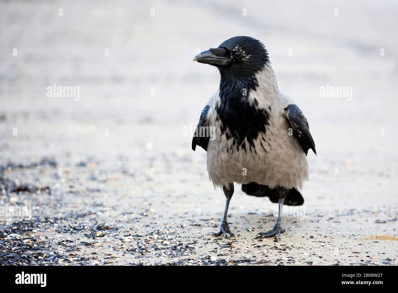 Cornacchia nera con piume bianche immagini e fotografie stock ad alta ...
