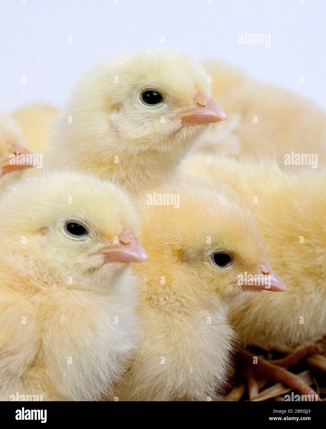 Gallina con pulcini su sfondo bianco immagini e fotografie stock ad ...