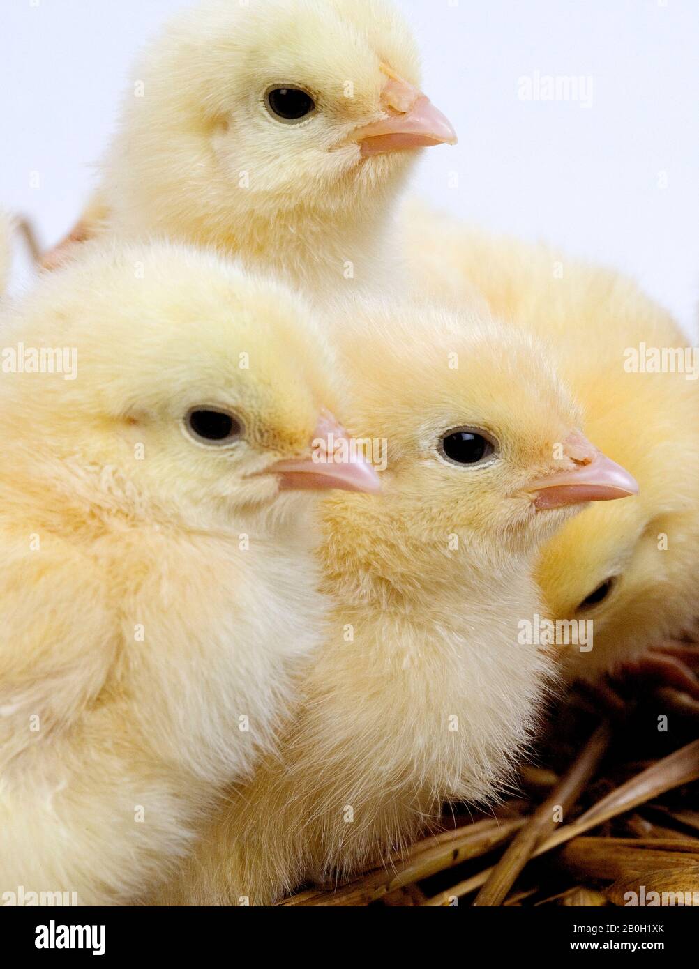 Gallina con pulcini su sfondo bianco immagini e fotografie stock ad ...