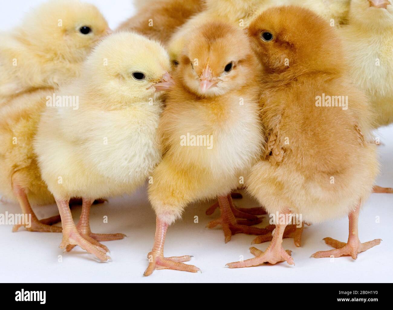 Gallina con pulcini su sfondo bianco immagini e fotografie stock ad ...