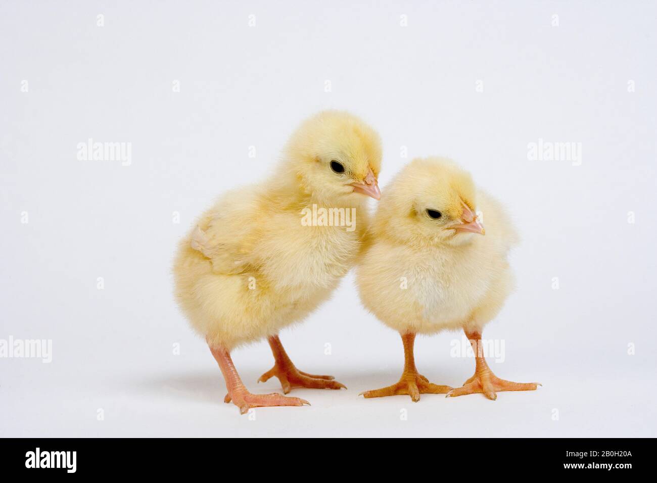 Gallina con pulcini su sfondo bianco immagini e fotografie stock ad ...